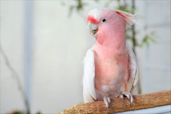 Cockatoo Animal Facts - Cacatuidae - A-Z Animals
