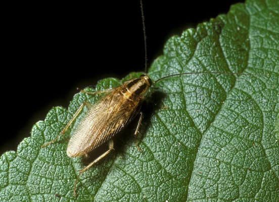 Roaches in Georgia - A-Z Animals