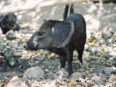Collared Peccary Animal Facts | Pecari tajacu | AZ Animals