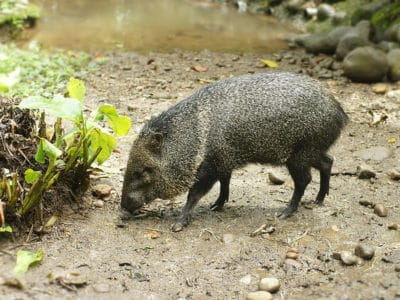Collared Peccary Animal Pictures | A-Z Animals