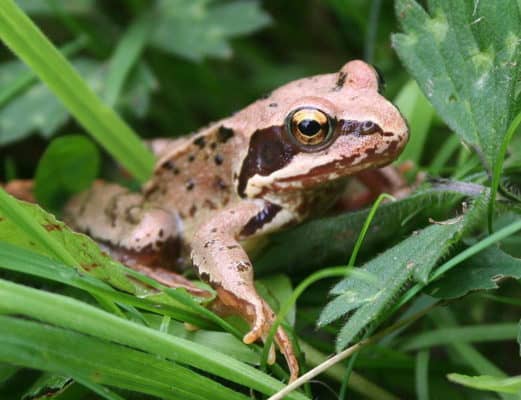 Common Frog Animal Pictures | A-Z Animals