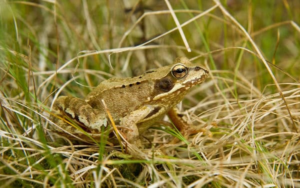Play Dead or Drown: How Female Frogs Outsmart Deadly Mating Balls - A-Z ...