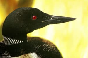 10 Fascinating Facts About Common Loons: From Unique Sounds to Color ...