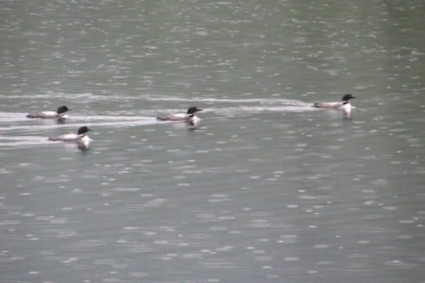 Common Loon Bird Facts | Gavia Immer | AZ Animals