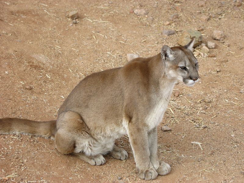Cougar Animal Facts Felis Concolor A Z Animals Cougar Animal Facts Felis Concolor A Z Animals
