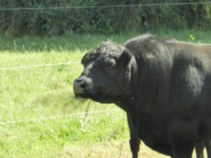 Cow Animal Facts - Bos taurus - A-Z Animals