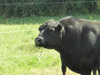 Cow Animal Facts - Bos taurus - A-Z Animals