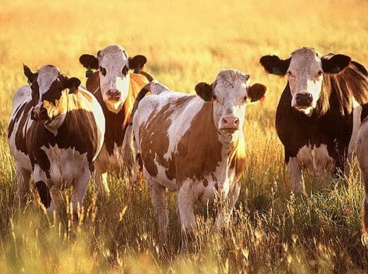 Cow Lifespan: How Long Do Cows Live? - IMP WORLD
