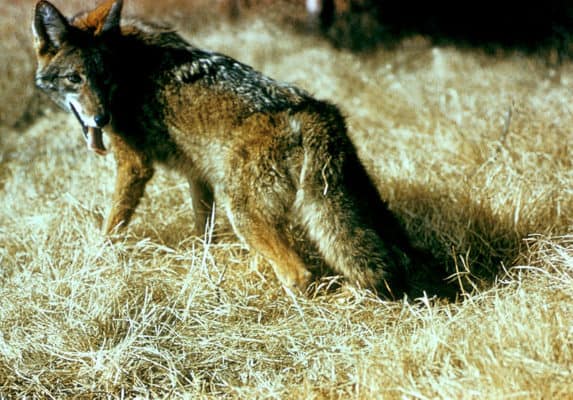 Coyote Animal Facts - Canis latrans - A-Z Animals