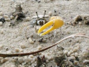 Crab Animal Facts - Brachyura - A-Z Animals