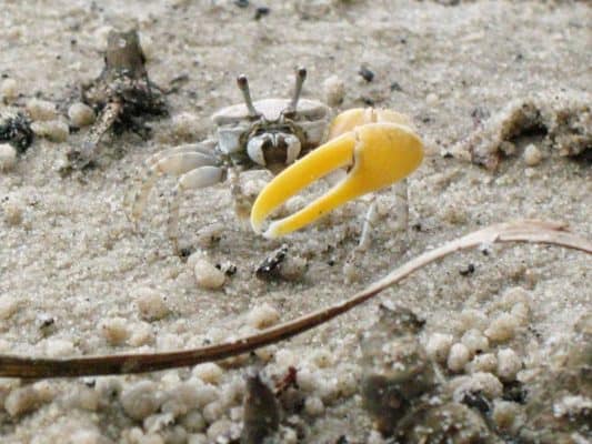 Fiddler Crab Animal Facts - Uca - A-Z Animals