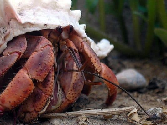 Crab Animal Facts - Brachyura - A-Z Animals
