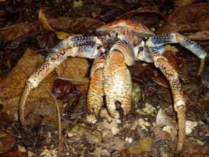 This Giant Land-Living Crustacean Has Powerful Claws and Will Steal ...