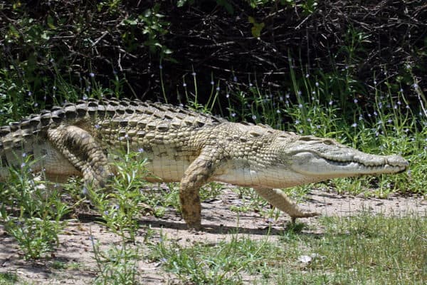 Crocodile Animal Facts | Crocodylus acutus | AZ Animals