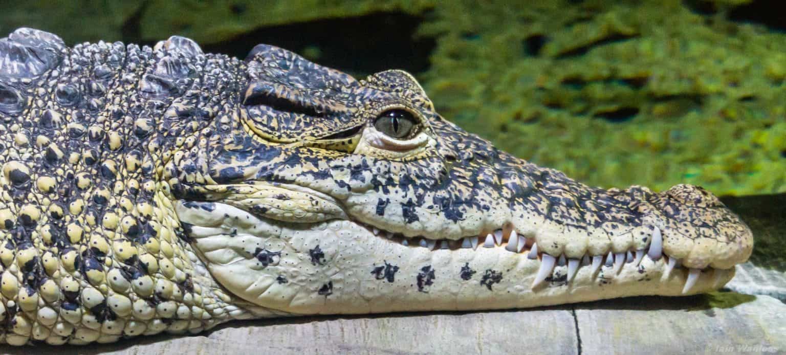 Crocodile Eyes: What Makes them so Unique? - A-Z Animals