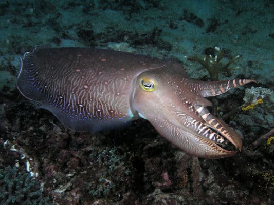 Cuttlefish Animal Facts - Sepiida - A-Z Animals
