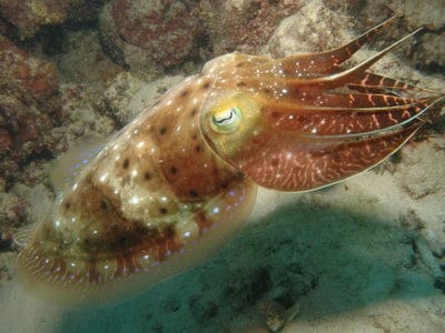 Cuttlefish Animal Facts | Sepiida - AZ Animals