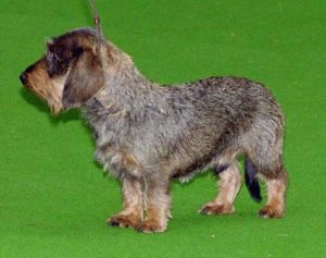 22 Common Dachshund Health Problems and Concerns - A-Z Animals