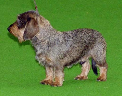 22 Common Dachshund Health Problems and Concerns - A-Z Animals