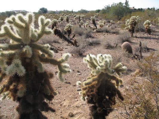 Cholla Cactus - A-Z Animals