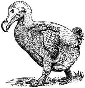 10 Fascinating Facts About the Extinct Dodo Bird - A-Z Animals