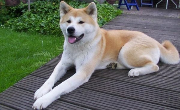 Dog Animal Facts - Canis lupus familiaris - A-Z Animals