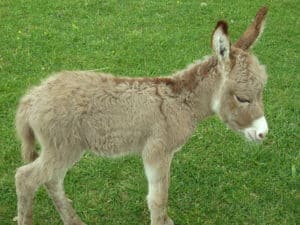 Donkey Animal Facts - Equus asinus - A-Z Animals