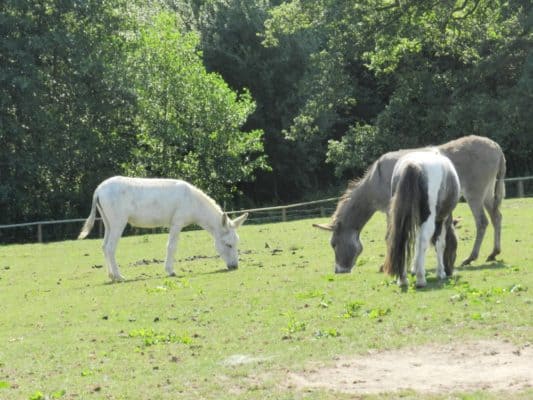 Donkey Animal Pictures | A-Z Animals