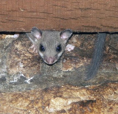 Dormouse Animal Facts - Gliridae - A-Z Animals