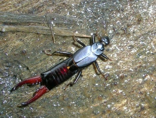Earwig Animal Pictures | A-Z Animals