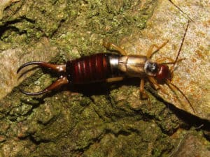 What Do Earwigs Eat? - A-Z Animals