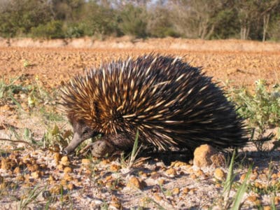 Echidna Animal Pictures | A-Z Animals
