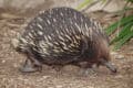 Echidna Animal Pictures | A-Z Animals