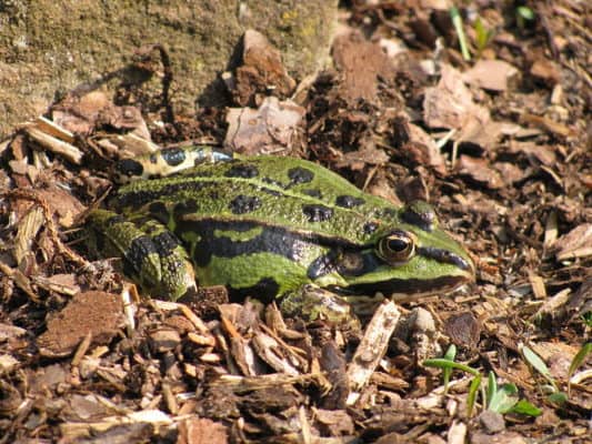 Edible Frog Animal Pictures | A-Z Animals