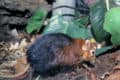 10 Interesting Facts About Elephant Shrews - A-Z Animals