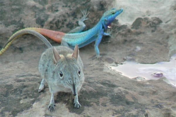 The Rise and Fall of Dinosaurs, As Explained by Extinction Events - A-Z ...