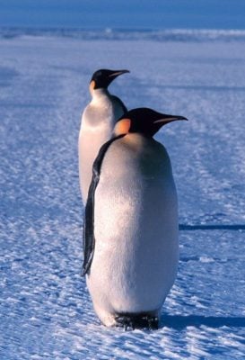 Emperor Penguin Animal Facts - Aptenodytes forsteri - A-Z Animals