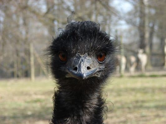 Emu Animal Pictures | A-Z Animals