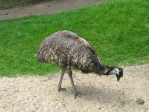 Emu Animal Pictures | A-Z Animals