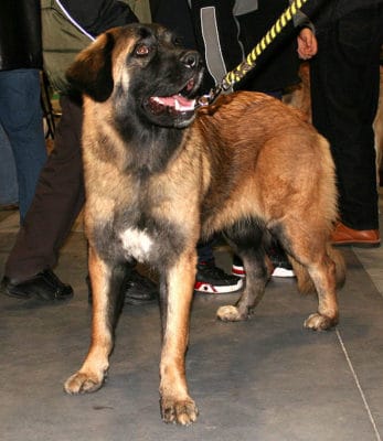 Estrela Mountain Dog Breed Complete Guide - A-Z Animals