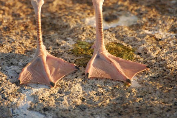 The Complete List of 38 Animals With Webbed Feet - A-Z Animals