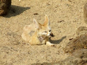 Fennec Fox Animal Pictures | A-Z Animals