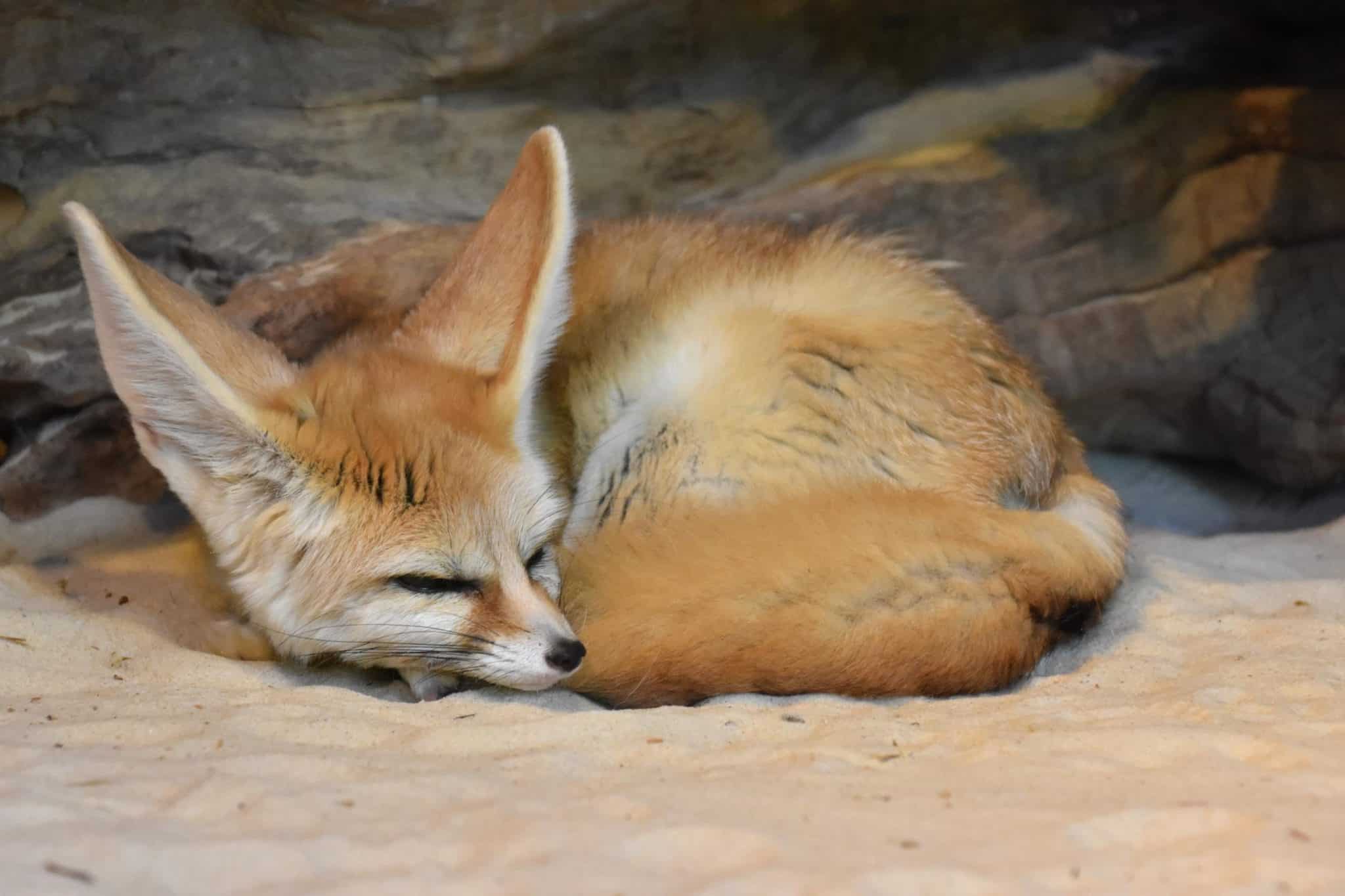 Fennec Fox Animal Facts - Vulpes zerda - A-Z Animals