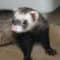Ferret Lifespan: How Long Do Ferrets Live? - A-Z Animals
