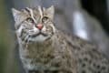 Fishing Cat Animal Facts - Prionailurus viverrinus - A-Z Animals