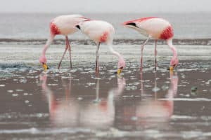 10 Interesting Facts About Flamingos - A-Z Animals