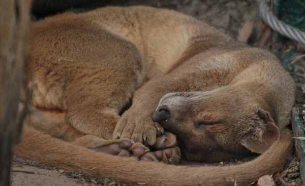 Fossa Animal Facts - Cryptoprocta ferox - A-Z Animals