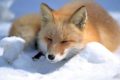 Not Evaluated Animals - A-Z Animals