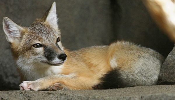 Fox Animal Facts - Vulpes - A-Z Animals