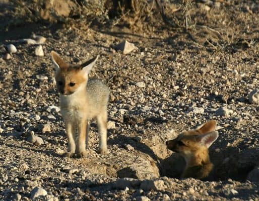 Fox Animal Facts - Vulpes - A-Z Animals